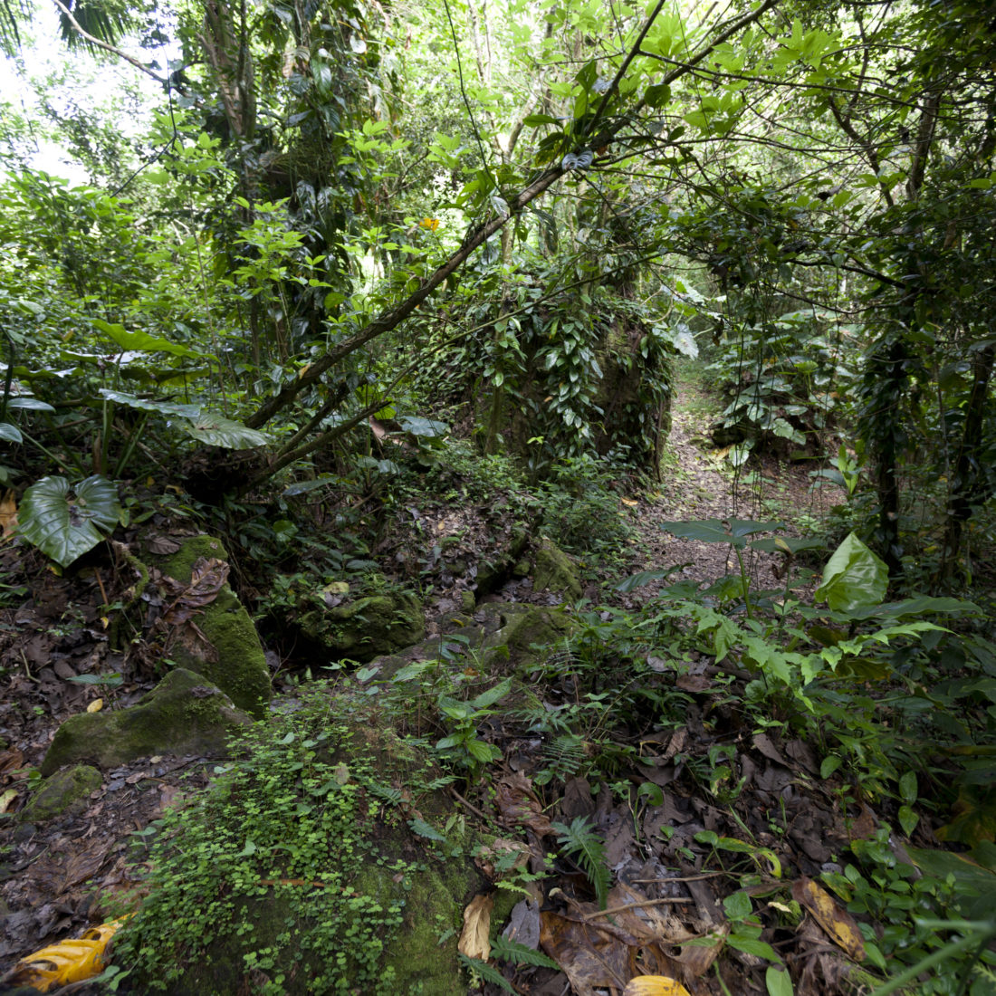 Saba Tourism | Big Adventure Small Island