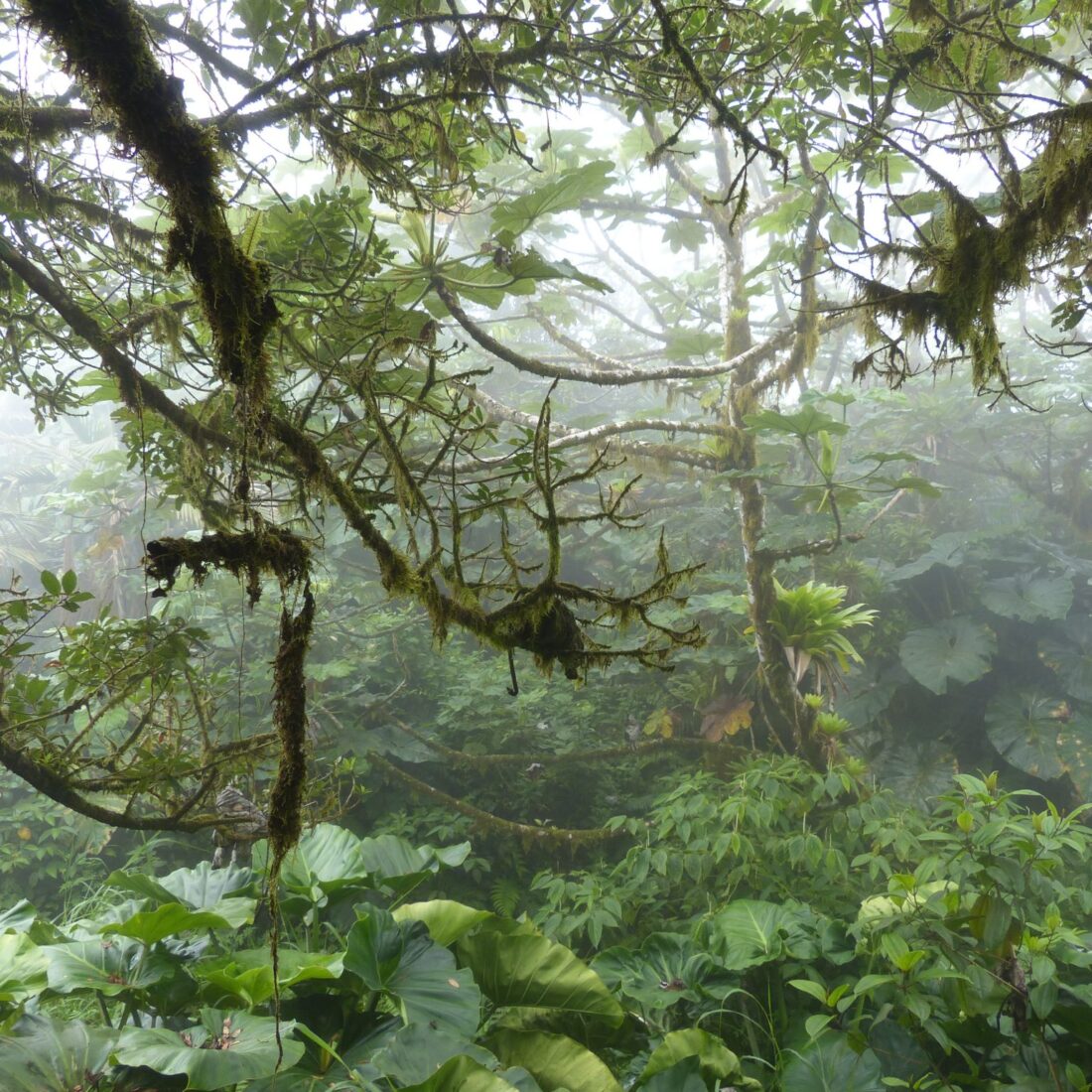 Saba Tourism - Big Adventure Small Island