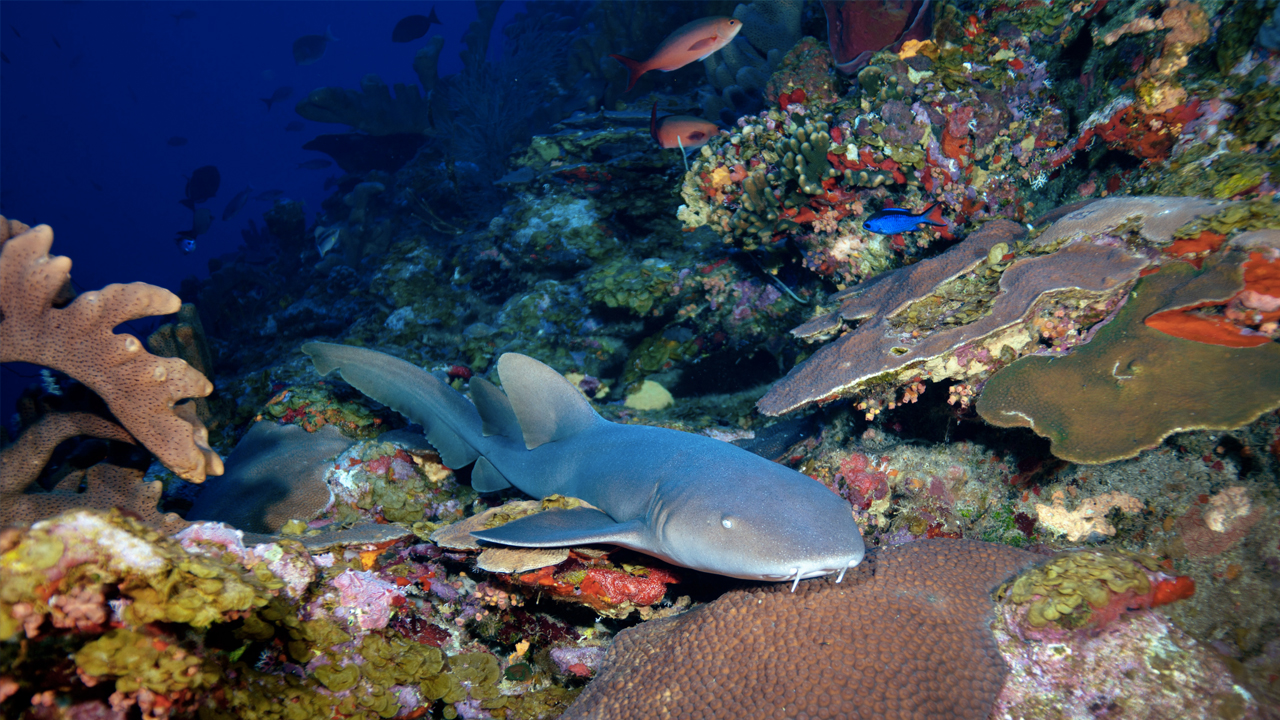 Diving | Saba Tourism