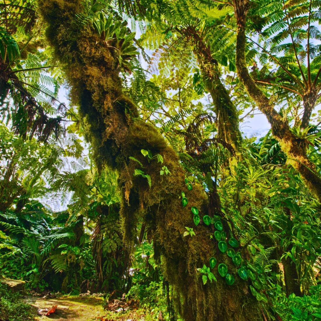 Guided Hike | Saba Tourism