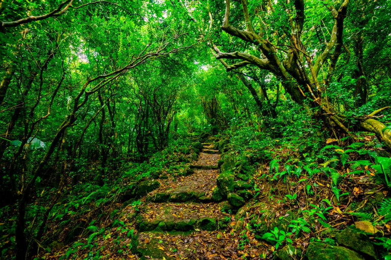Hiking | Saba Tourism