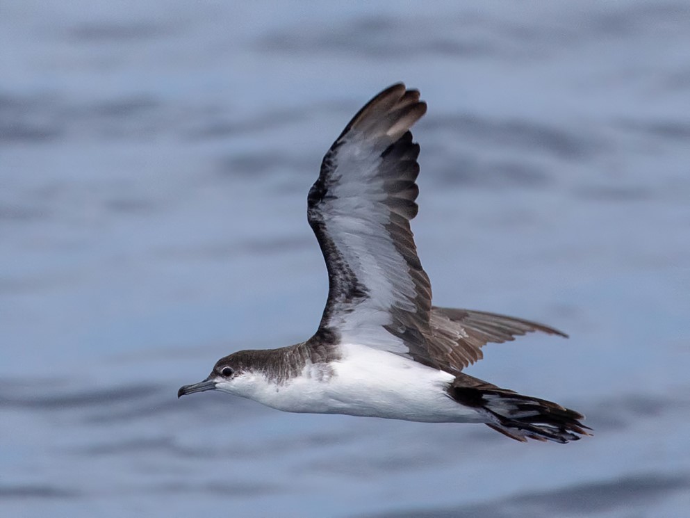 Adubons shearwater 2 | Saba Tourism