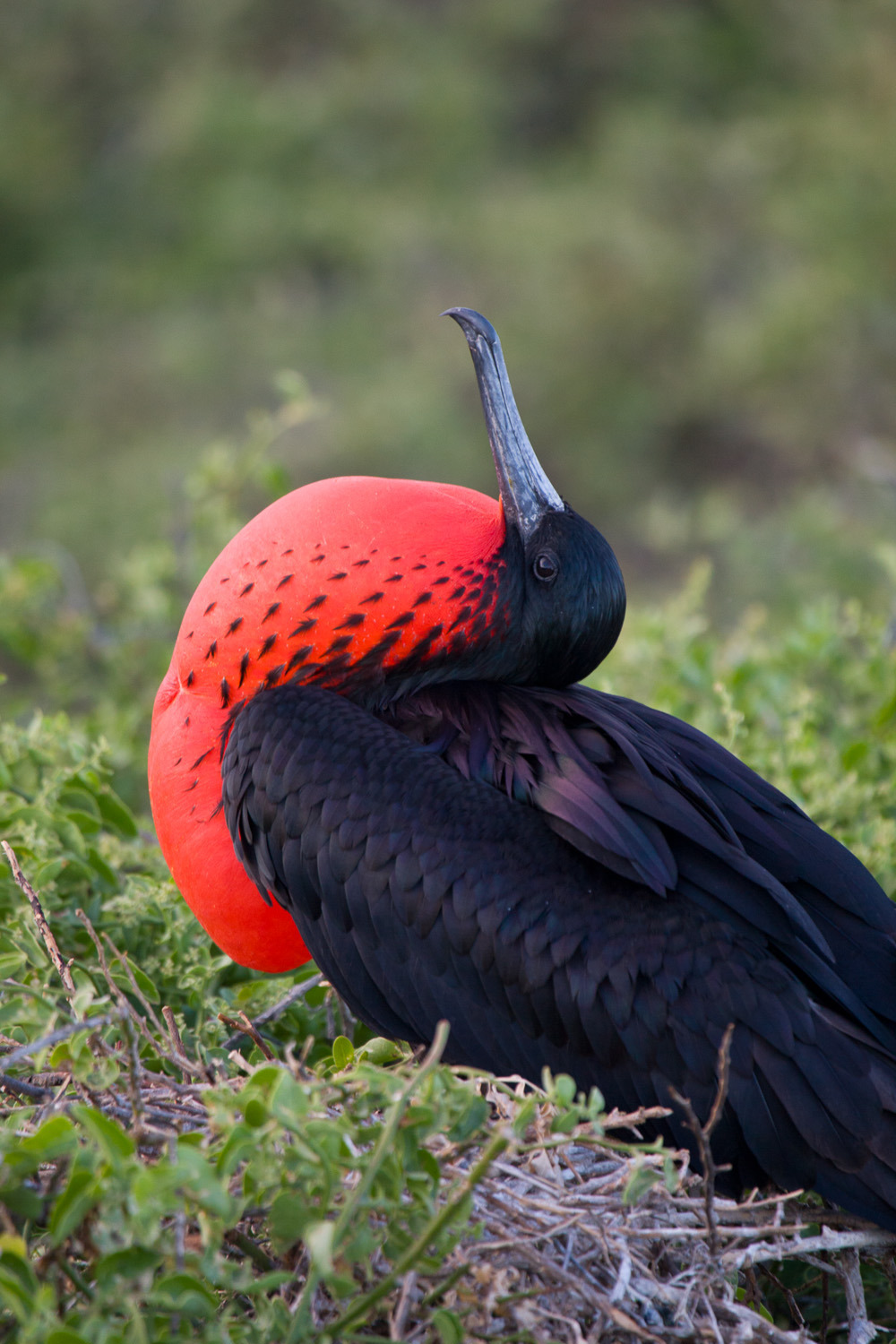 Male Magnificent Frigatebird | Saba Tourism