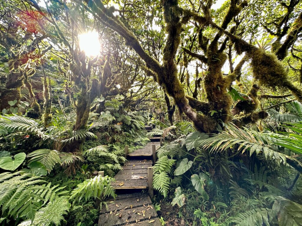 Saba Day Trip | Saba Tourism